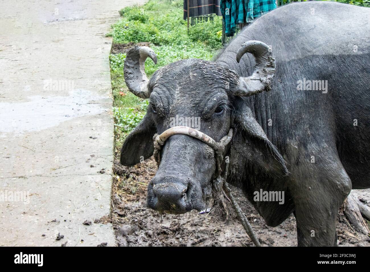 Rounded Horns High Resolution Stock Photography and Images - Alamy