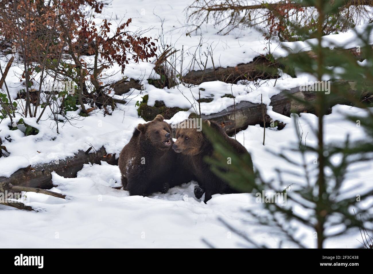 Big bear trees hi-res stock photography and images - Alamy