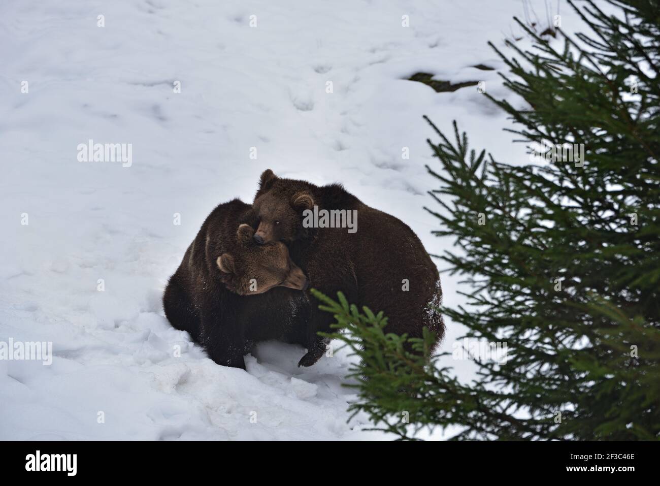 Big bear trees hi-res stock photography and images - Alamy