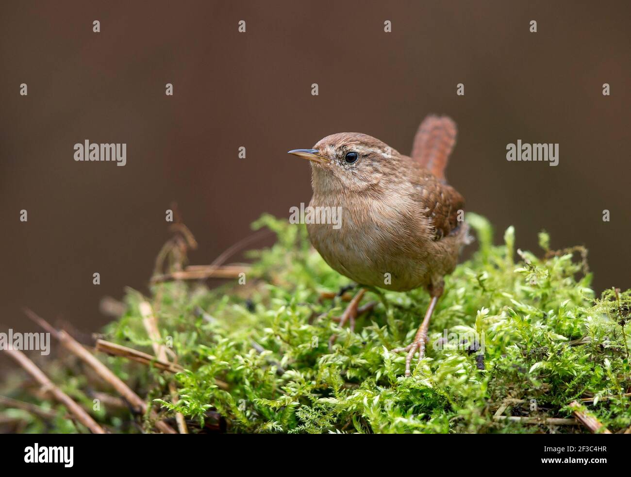 Wren bird uk hi-res stock photography and images - Alamy