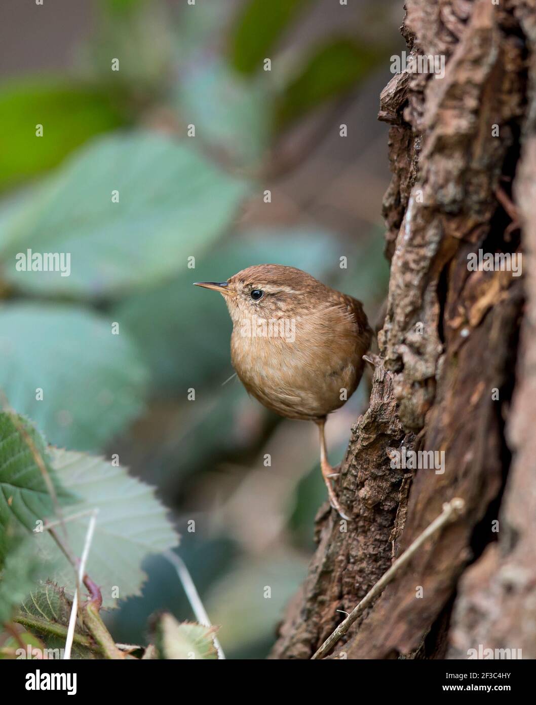 Front close up of wild wren bird (Troglodytes troglodytes) perching ...