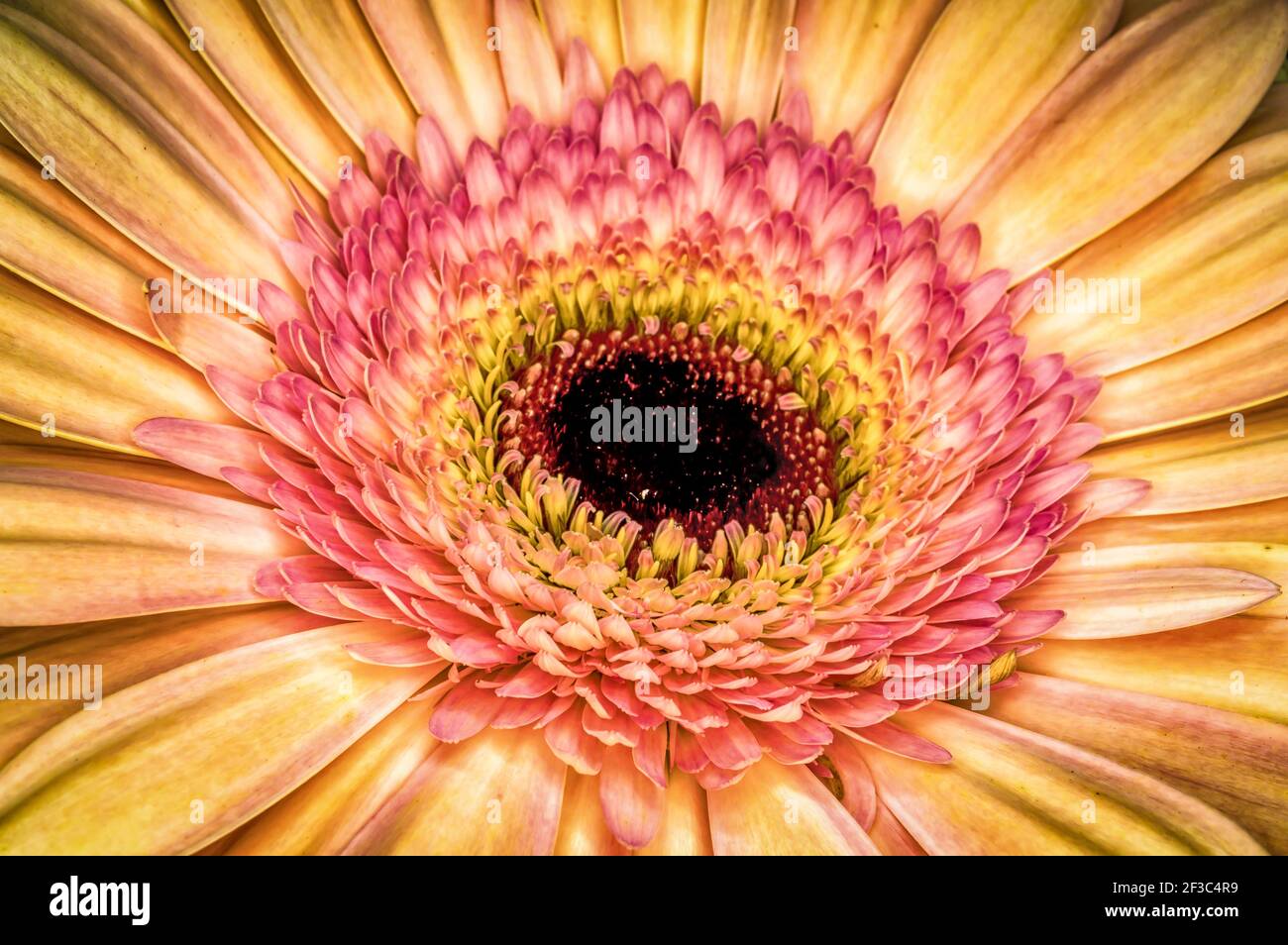 A closeup of a beautiful Gerbera flower Stock Photo - Alamy