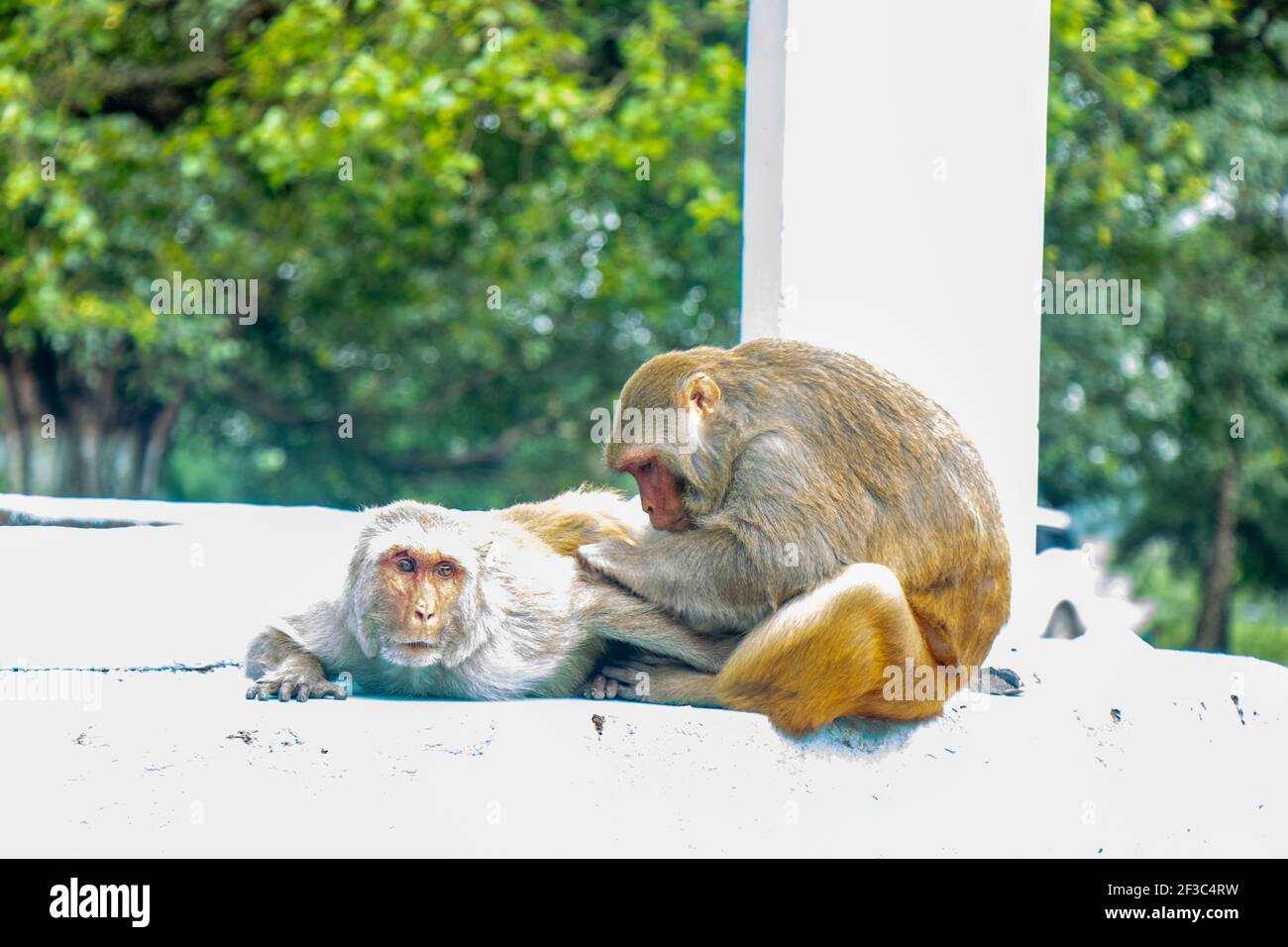 Funny looking monkey hi-res stock photography and images - Alamy