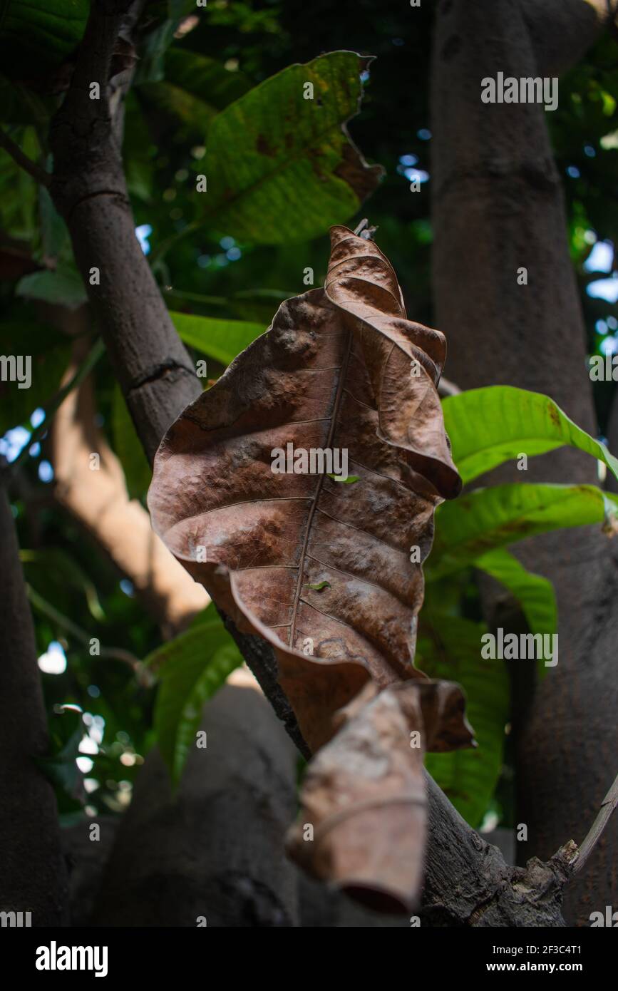 Dried(dead) mango tree leaf hanging with a mango tree Stock Photo - Alamy