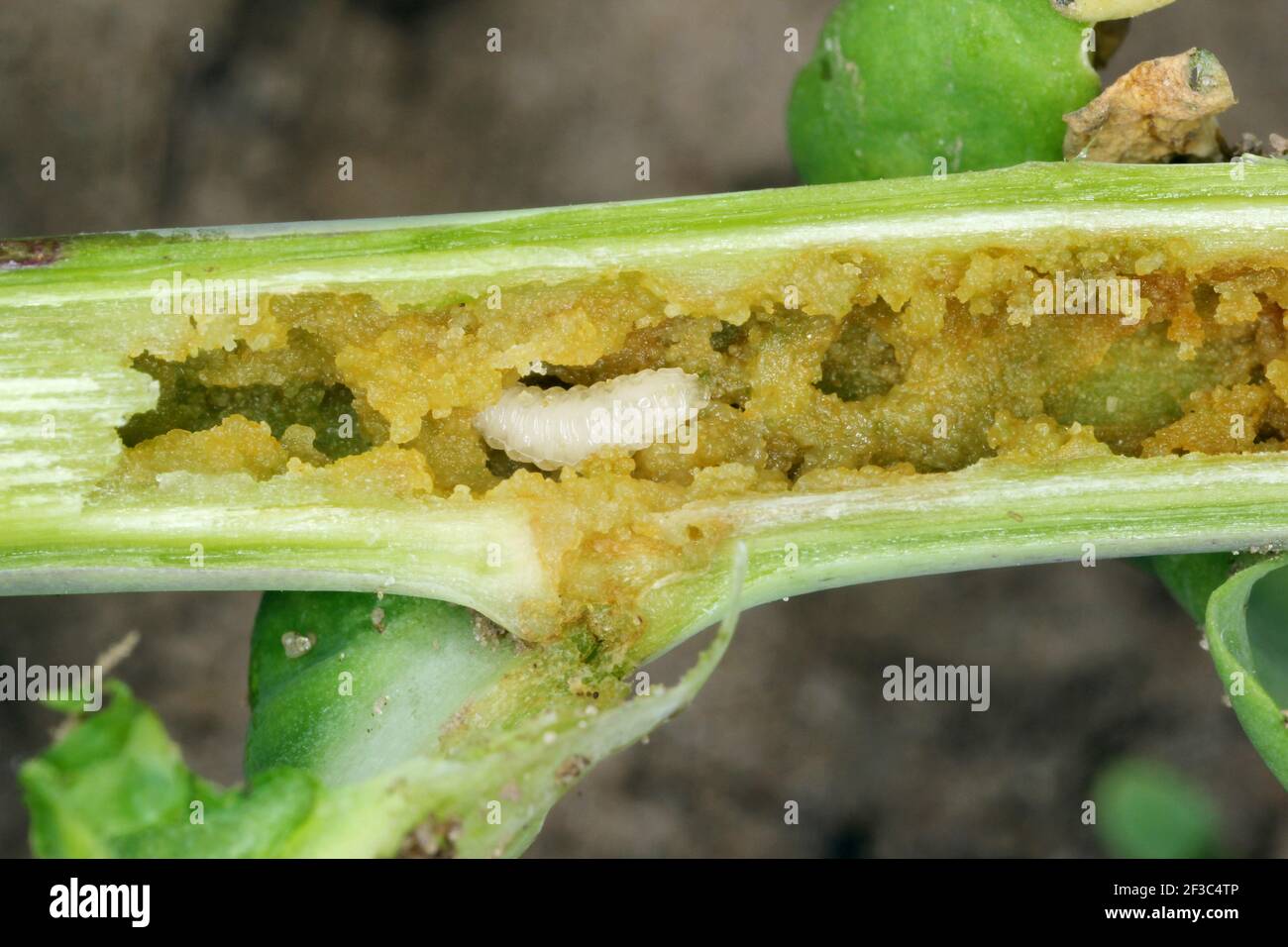 Larvae of Ceutorhynchus pallidactylus (formerly quadridens) Cabbage ...