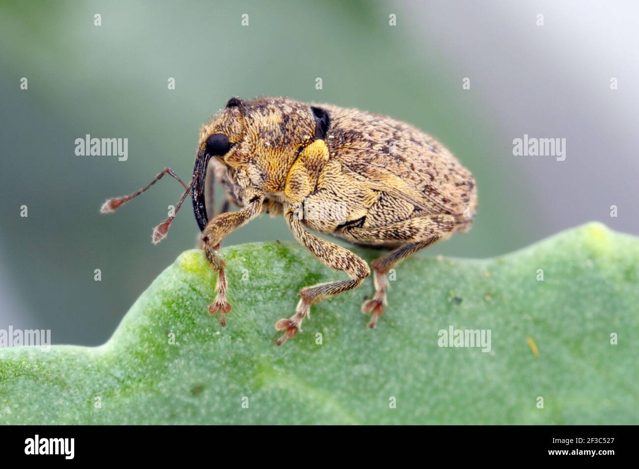 Ceutorhynchus pallidactylus (formerly quadridens) (Cabbage Stem Weevil ...