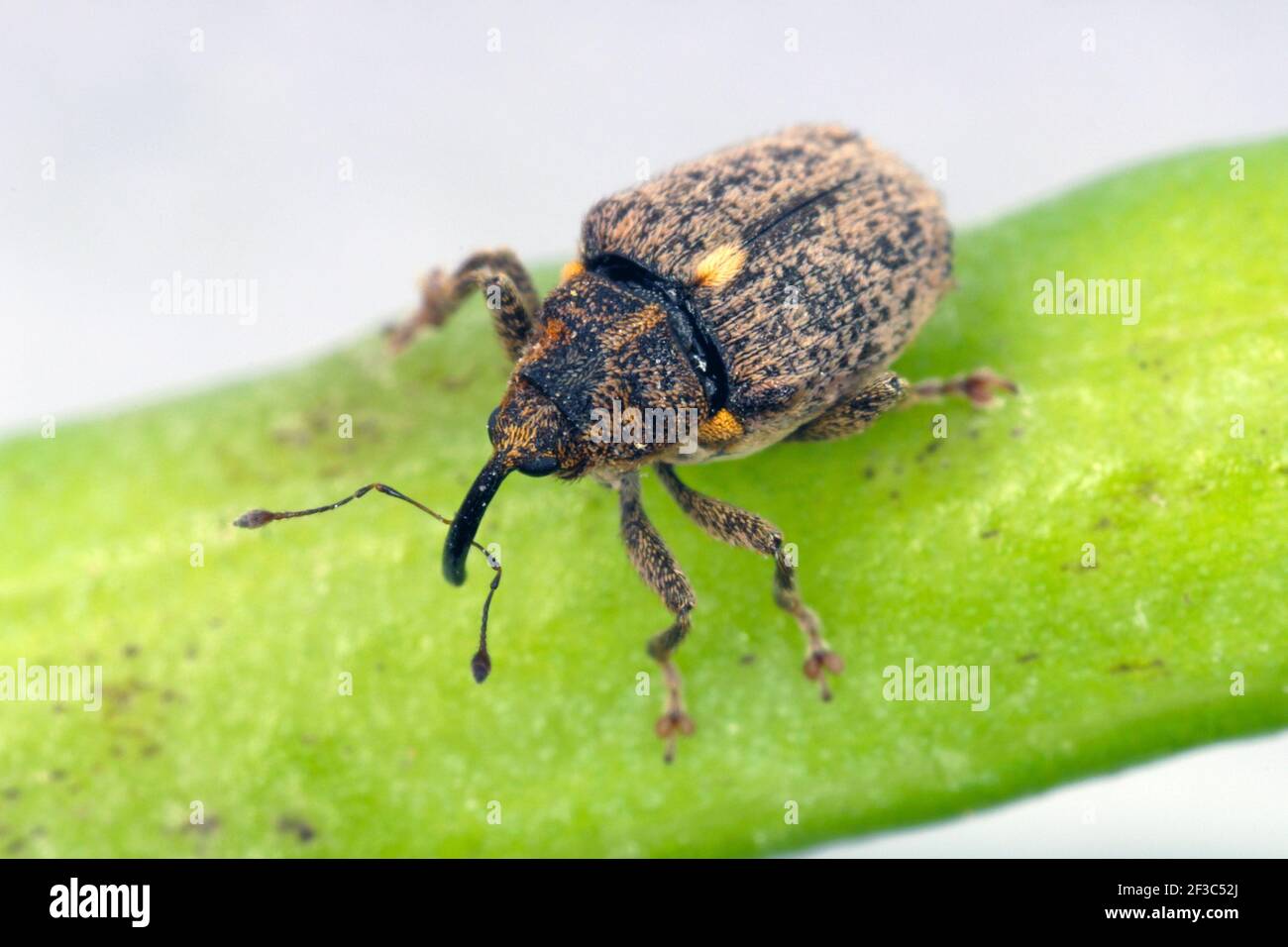 Ceutorhynchus pallidactylus (formerly quadridens) (Cabbage Stem Weevil ...