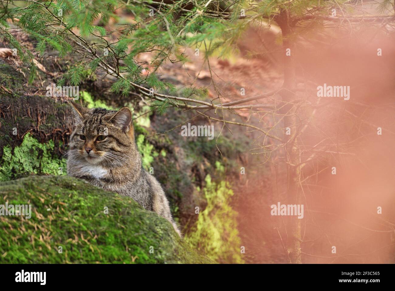 Two wild cats (Felis silvestris) sitting on the rock in her natural ...