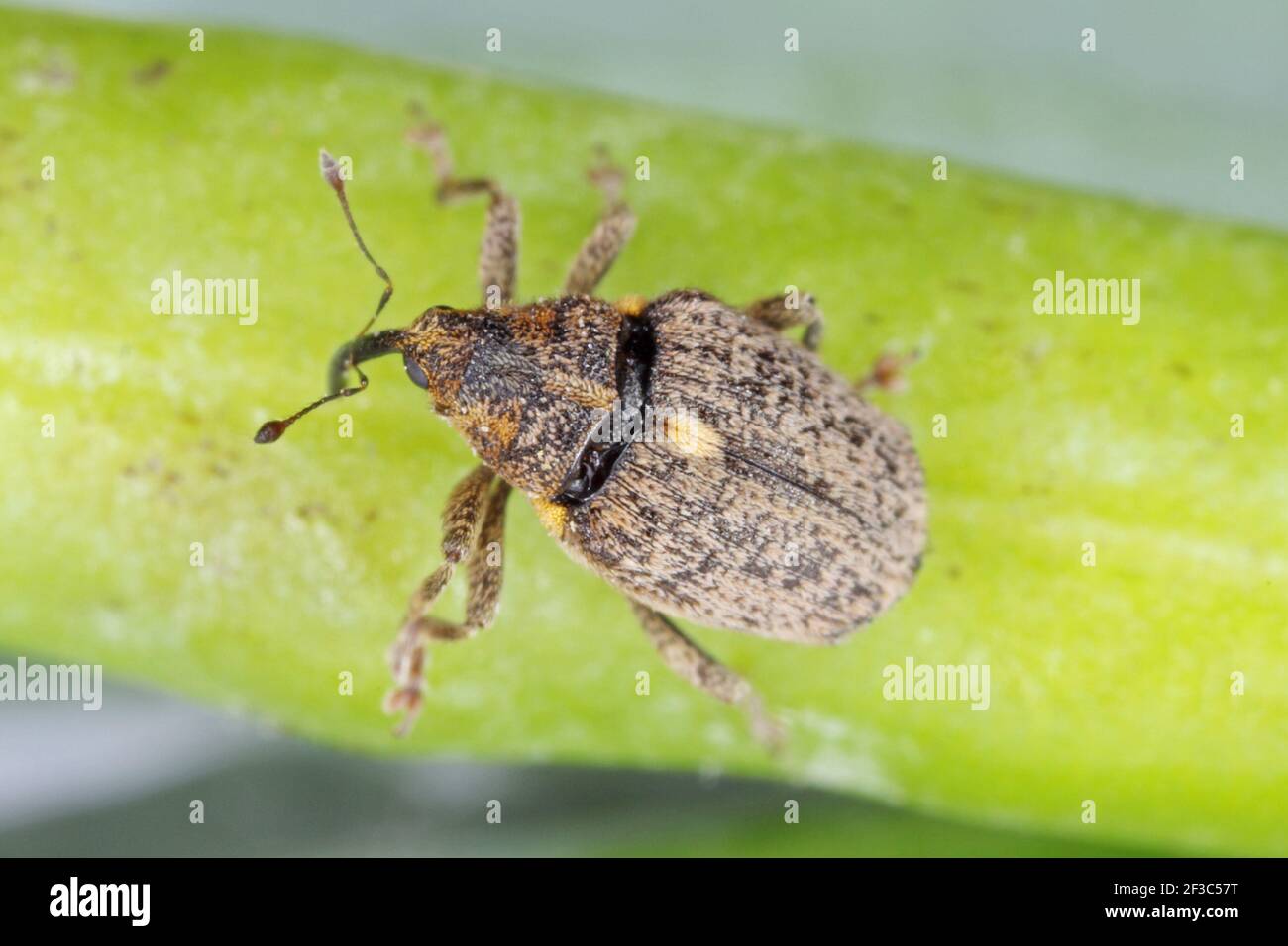 Ceutorhynchus pallidactylus (formerly quadridens) (Cabbage Stem Weevil ...