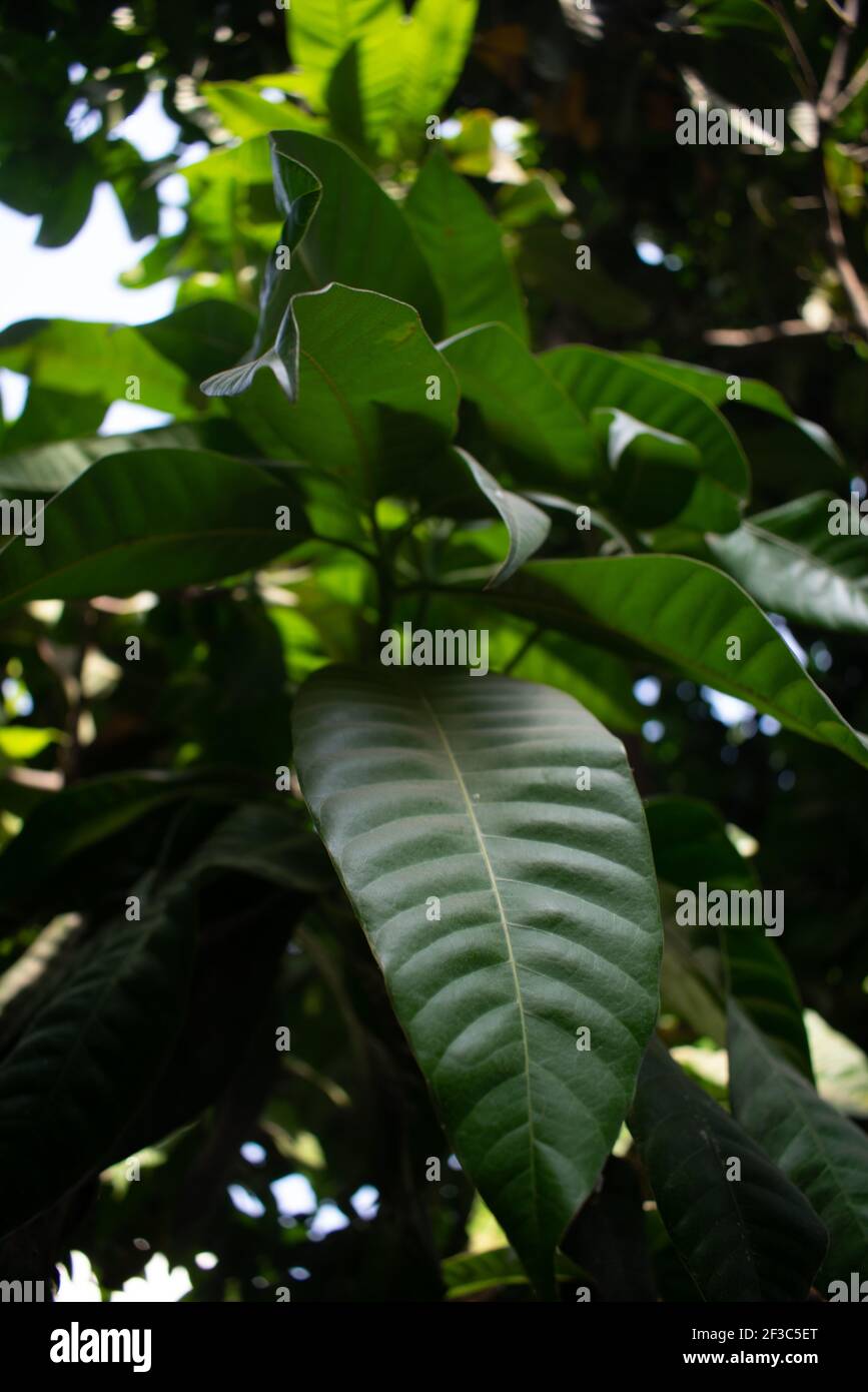 Mango tree leaves hi-res stock photography and images - Alamy