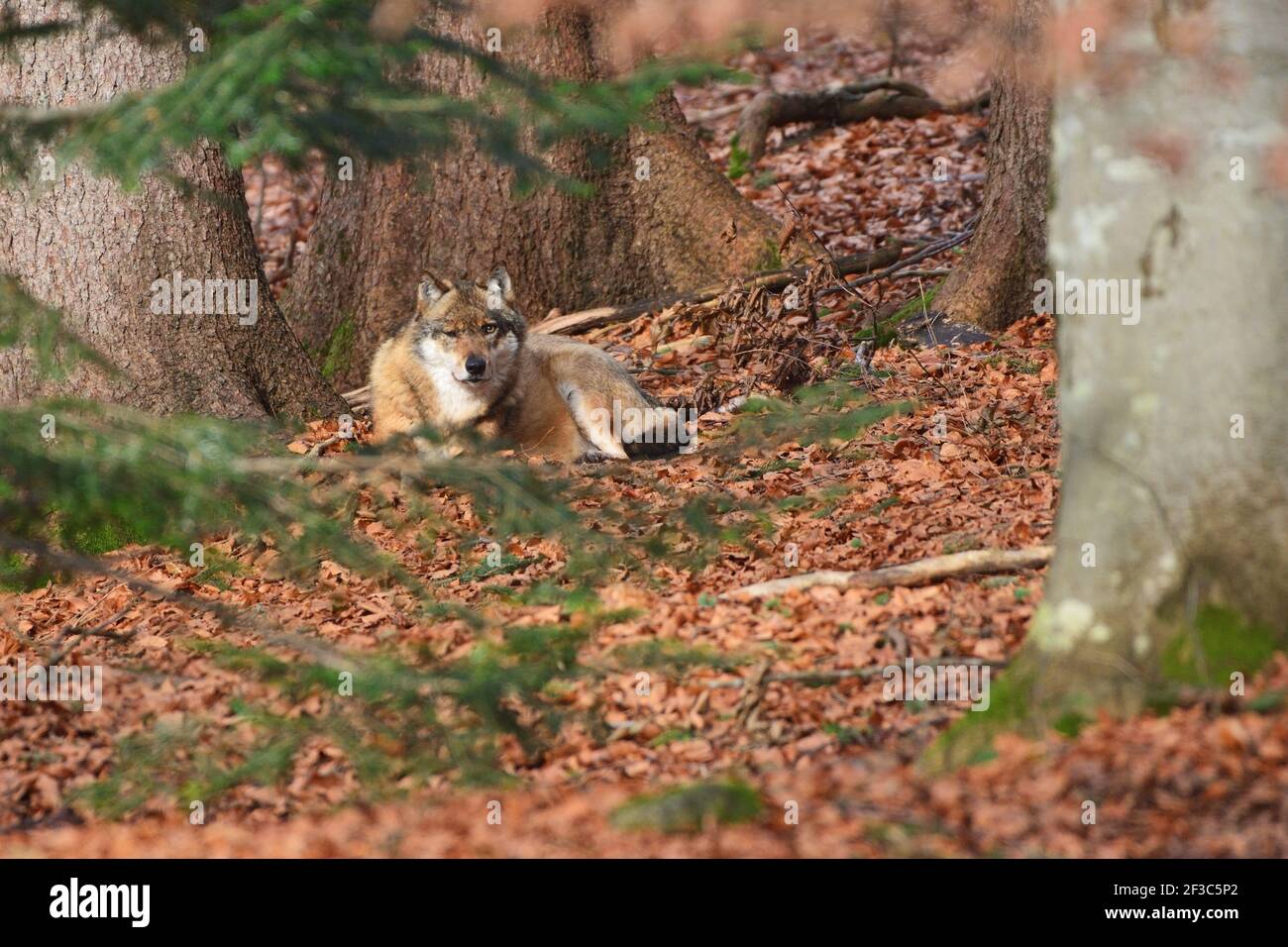 The gray wolf (Canis lupus - timber wolf or western wolf) in his ...