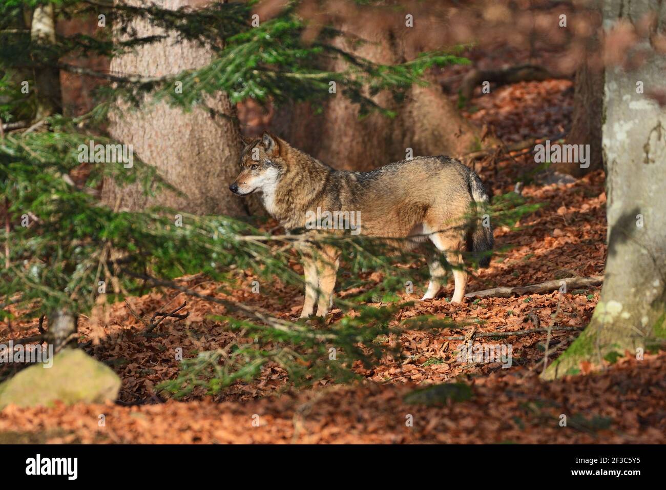 The gray wolf (Canis lupus - timber wolf or western wolf) in his ...