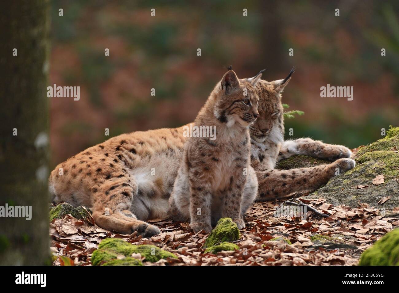 Lynx lynx family hi-res stock photography and images - Alamy