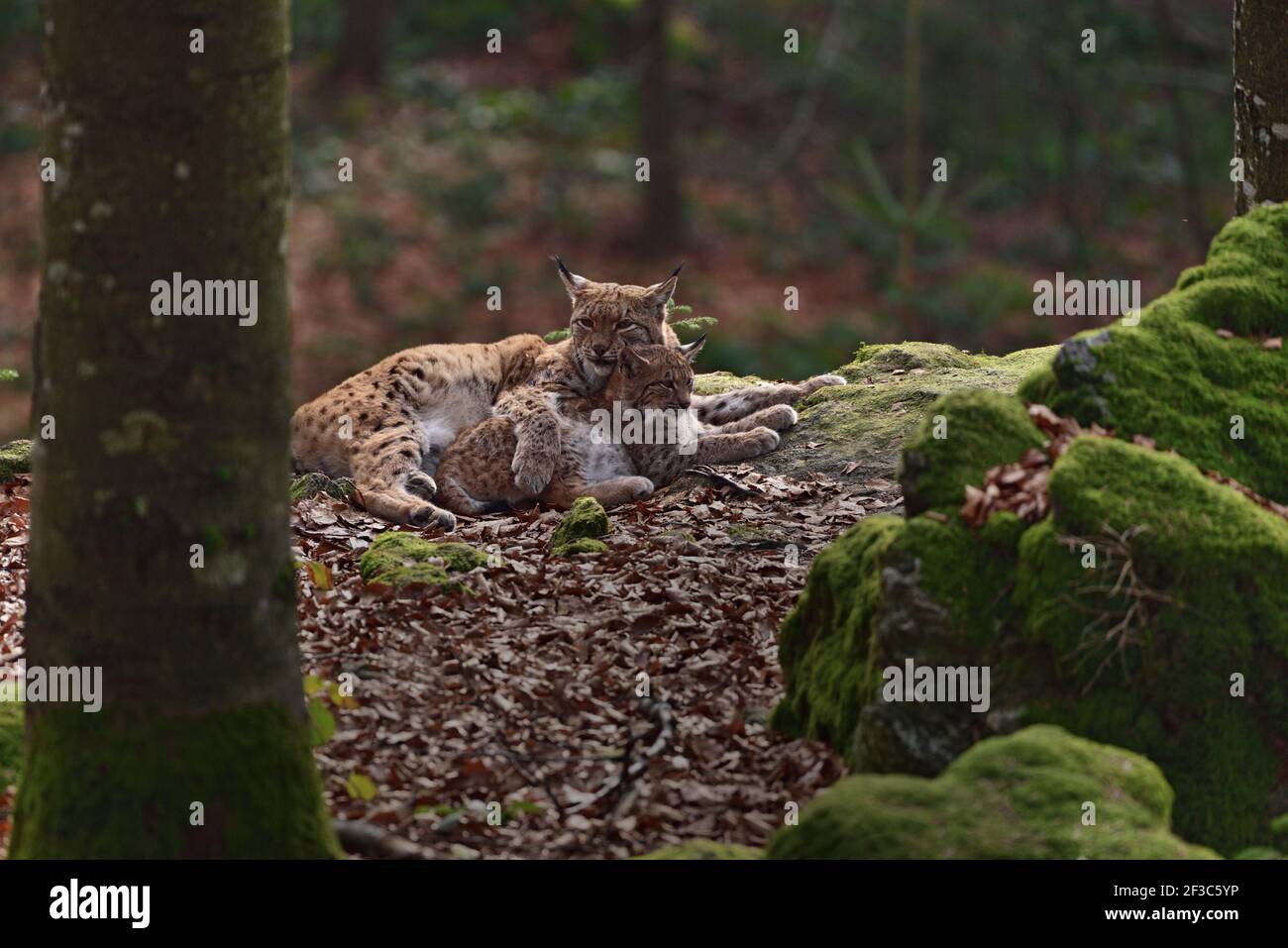 Beautiful Eurasian lynx (Lynx Lynx) family in the european forest Stock ...