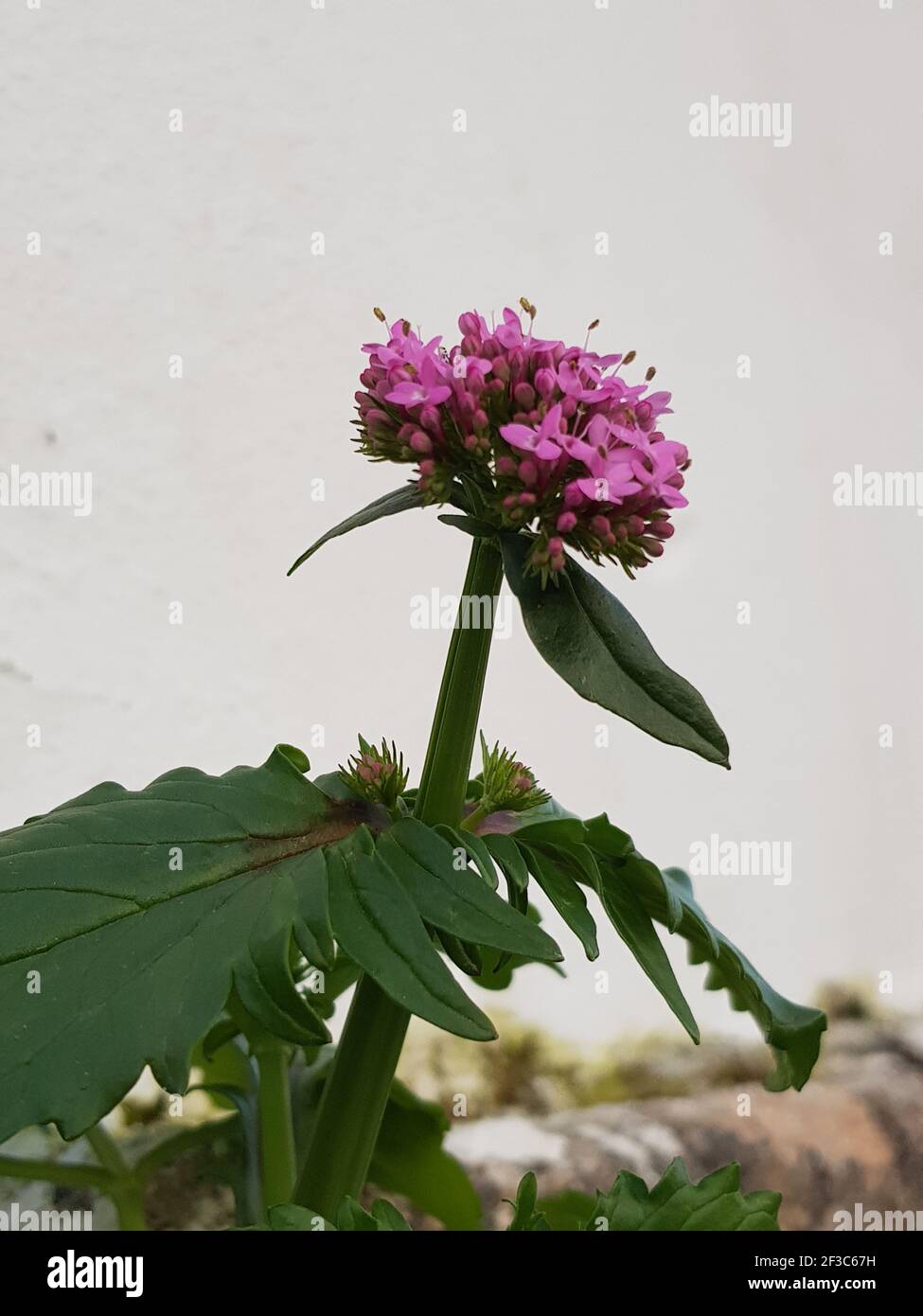 A vertical close-up shot of beautiful pink daphnes growing in the ...