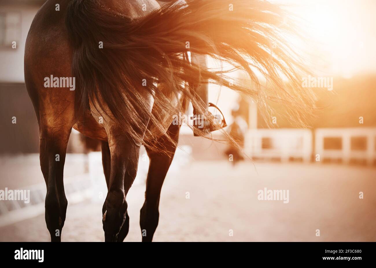 Dressage horse hi-res stock photography and images - Alamy