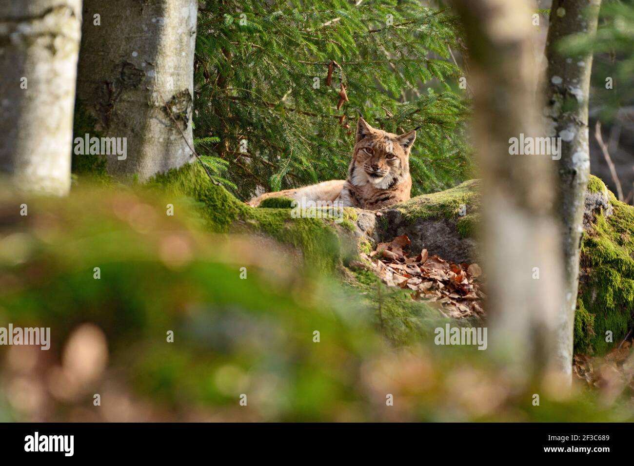 Beautiful Eurasian lynx (Lynx Lynx) family in the european forest Stock ...