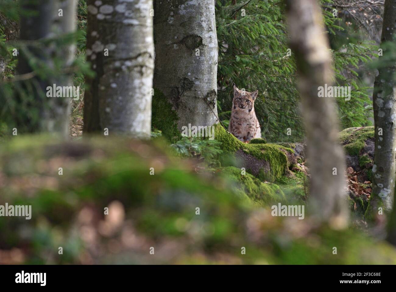 Beautiful Eurasian lynx (Lynx Lynx) family in the european forest Stock ...