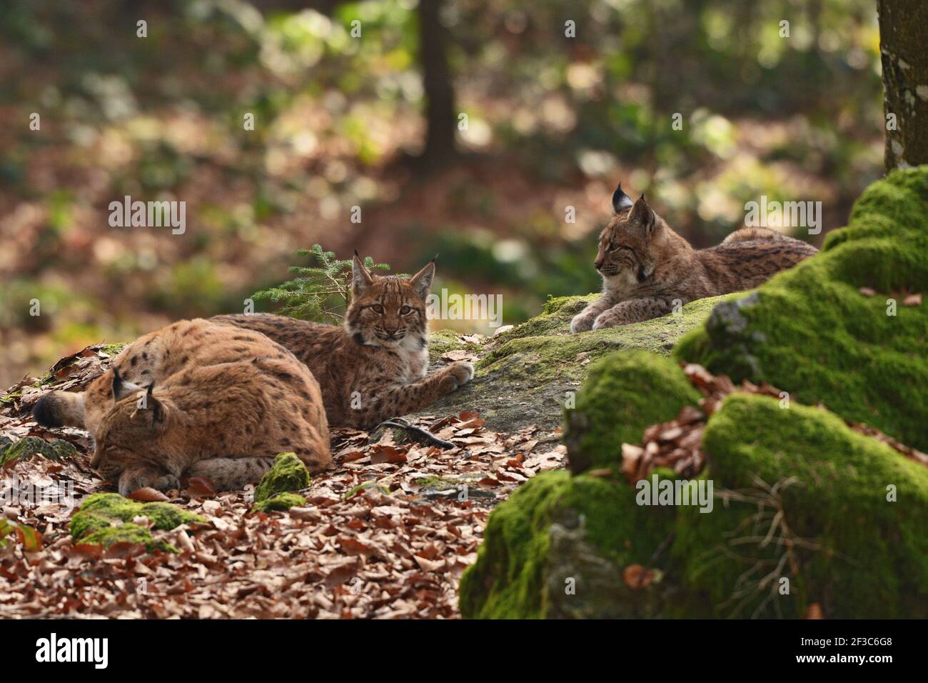 Beautiful Eurasian lynx (Lynx Lynx) family in the european forest Stock ...