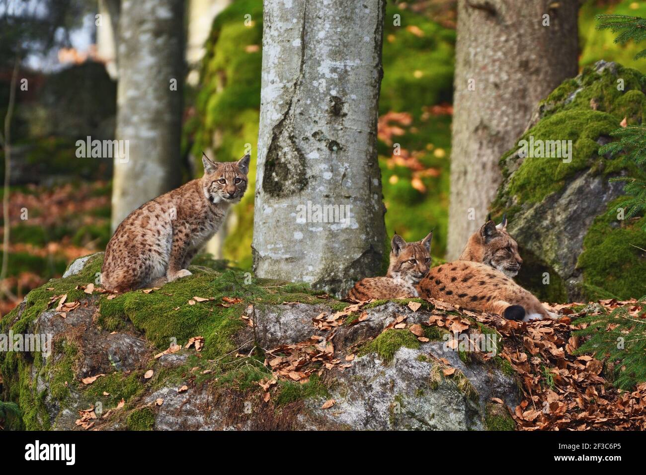 Beautiful Eurasian lynx (Lynx Lynx) family in the european forest Stock ...