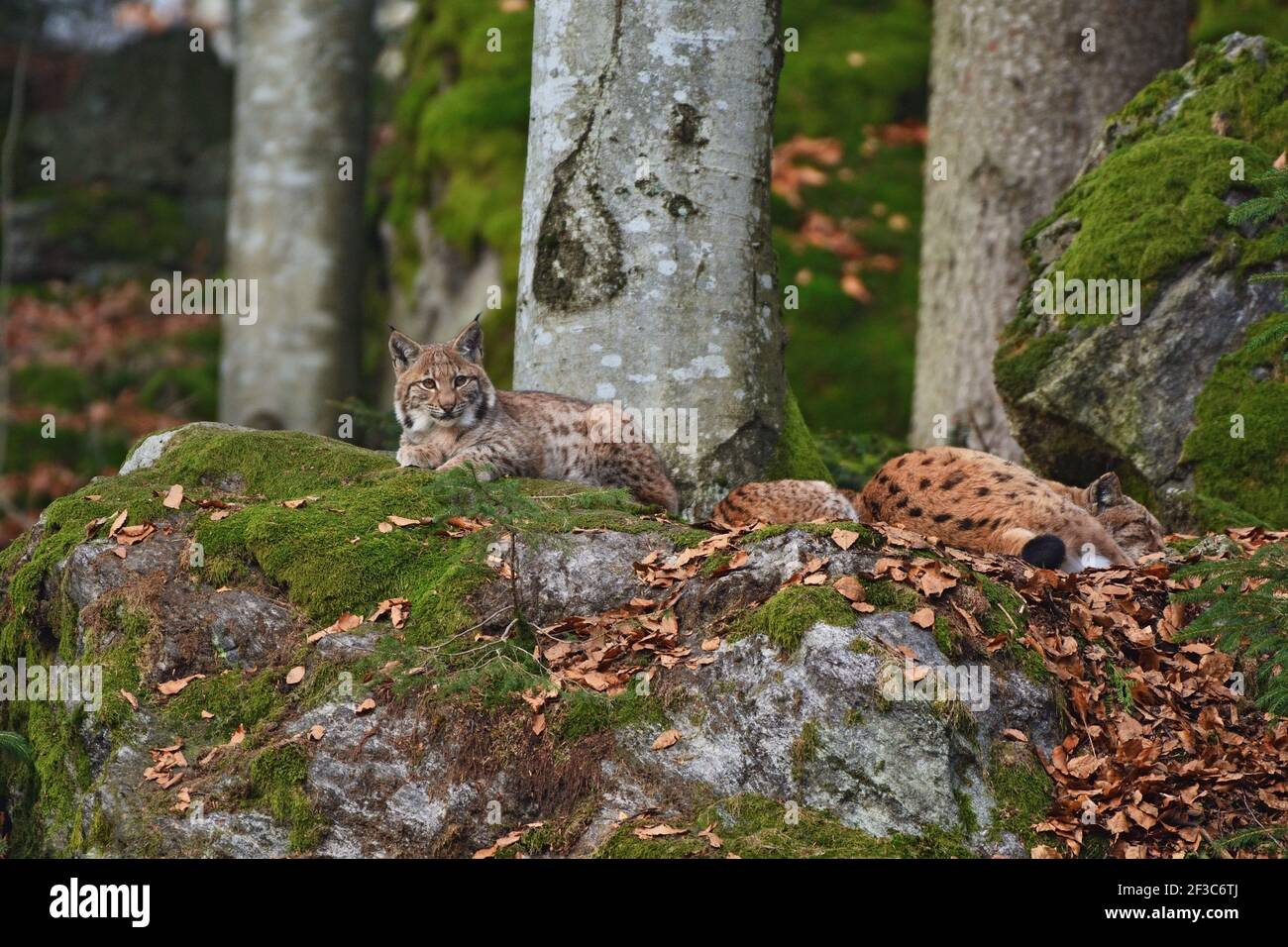 Beautiful Eurasian lynx (Lynx Lynx) family in the european forest Stock ...