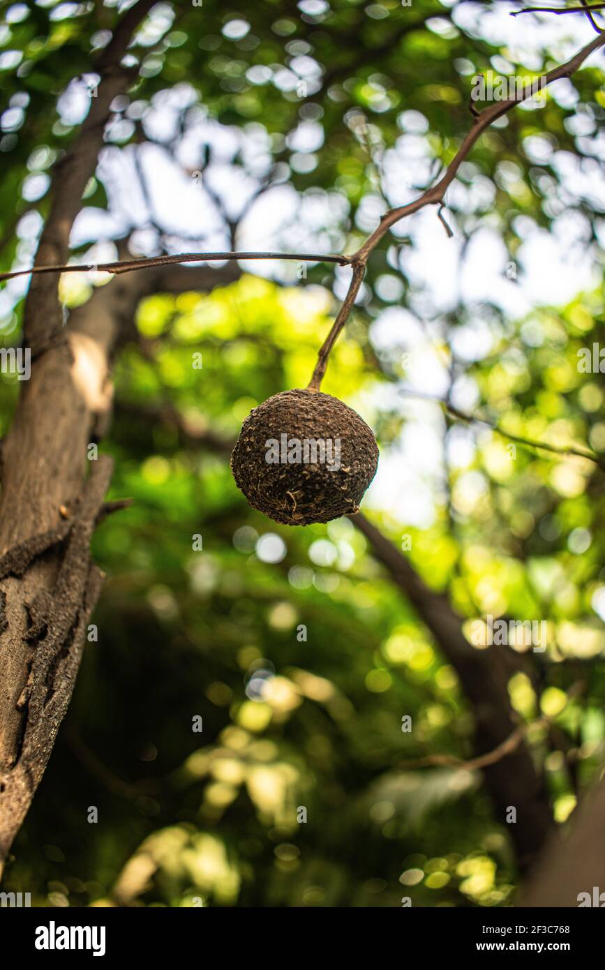 Shriveled orange hi-res stock photography and images - Alamy