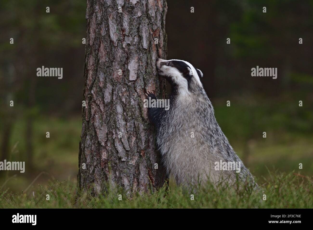 Beautiful European badger (Meles meles - Eurasian badger) in his ...