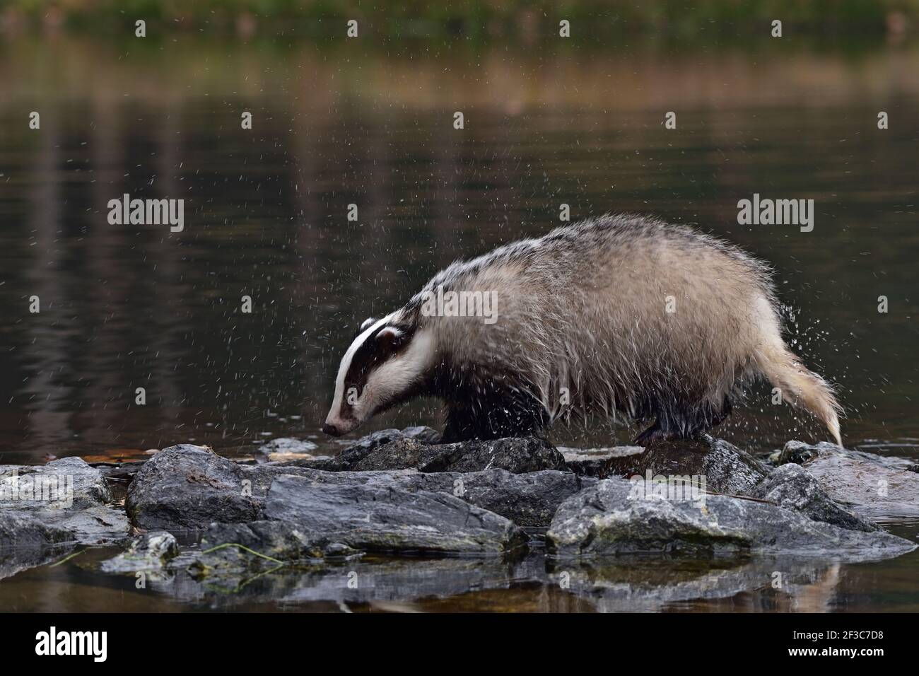 Beautiful European badger (Meles meles - Eurasian badger) in his ...