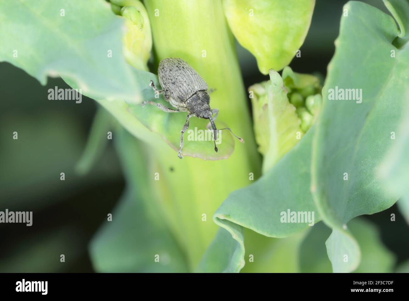 Ceutorhynchus napi - rape stem weevi is a beetle from family ...