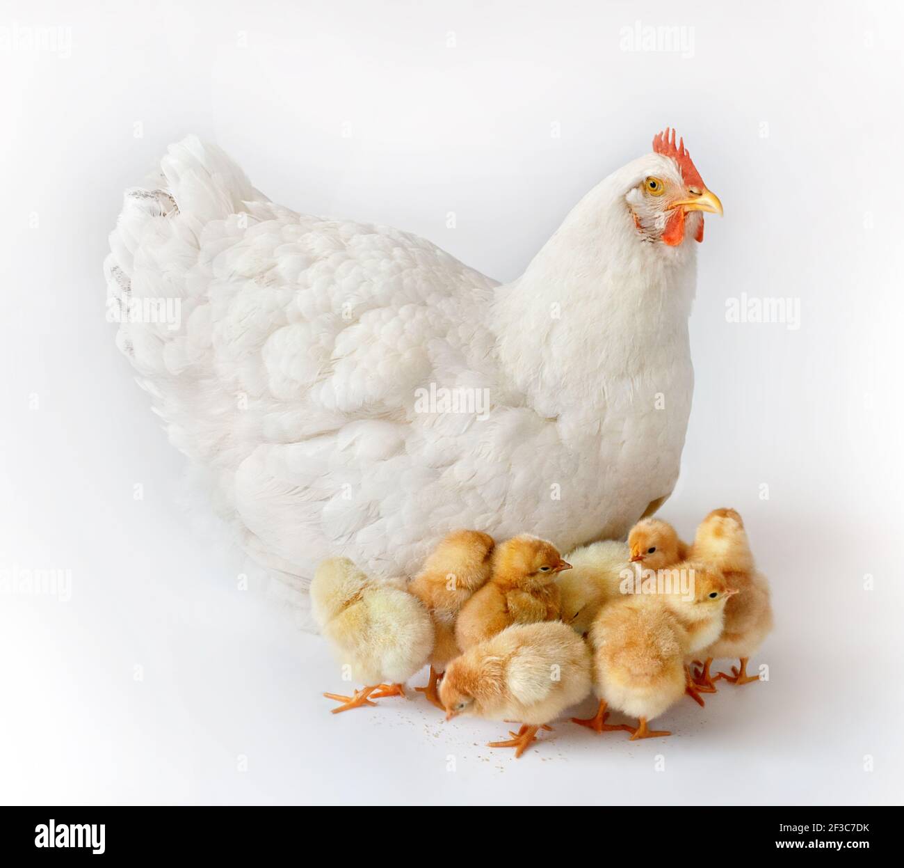 White hen on white background with her newborn chicken. Mother hen with ...