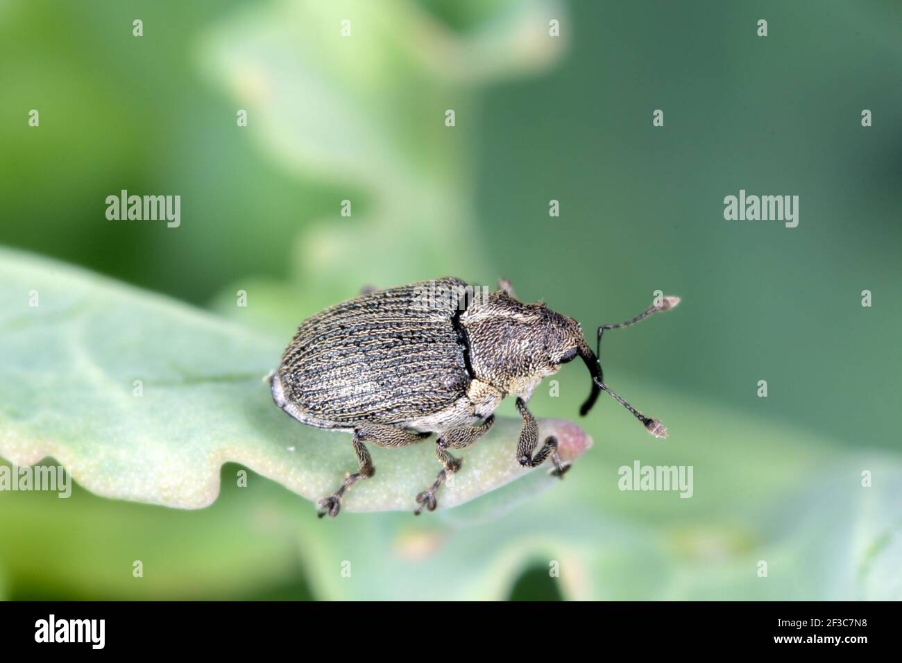 Ceutorhynchus napi - rape stem weevi is a beetle from family ...