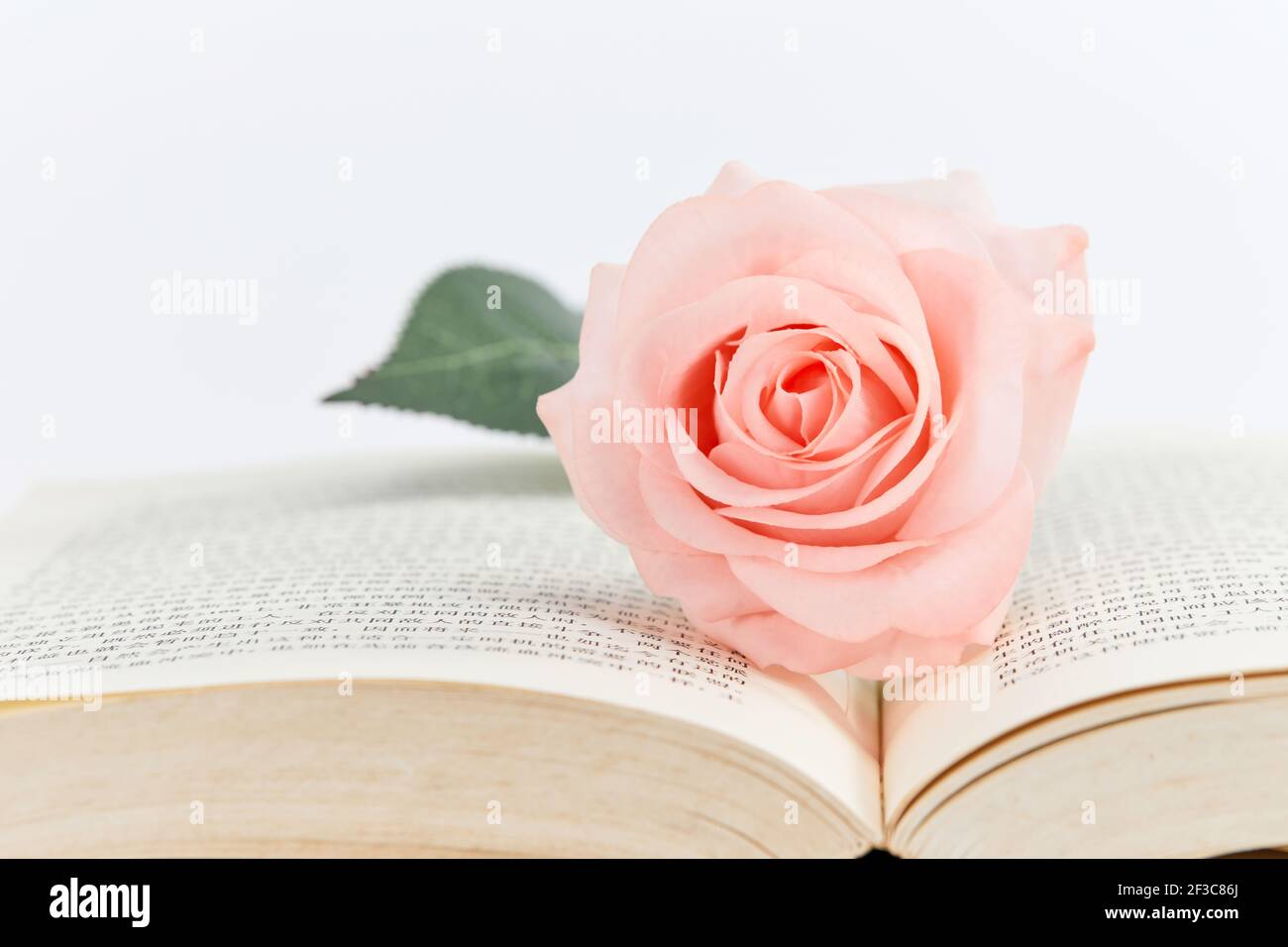 Book paper rose hi-res stock photography and images - Alamy