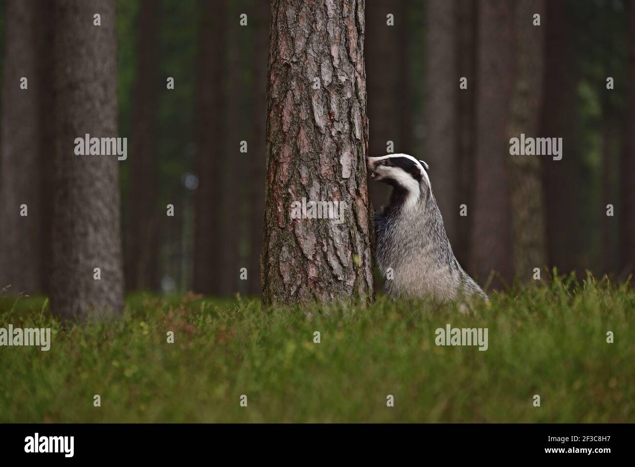 Beautiful European badger (Meles meles - Eurasian badger) in his ...