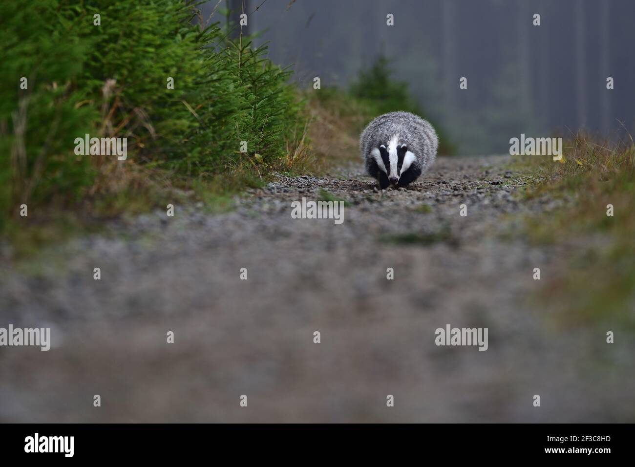 Beautiful European badger (Meles meles - Eurasian badger) in his ...