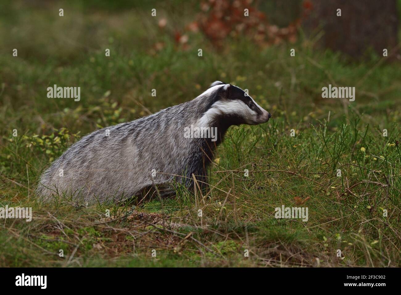 Beautiful European badger (Meles meles - Eurasian badger) in his ...