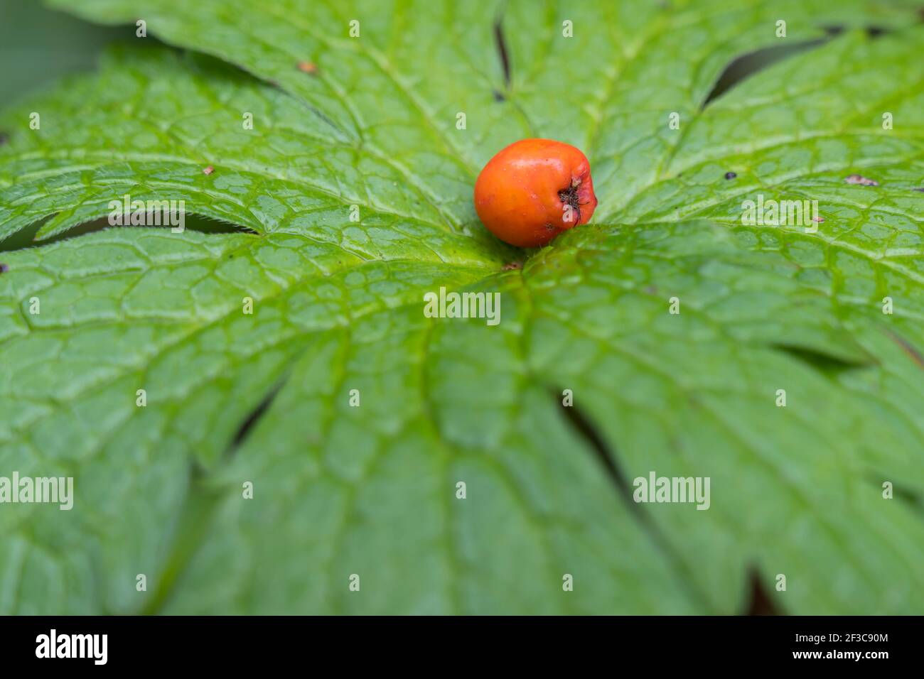 Red small berry hi-res stock photography and images - Alamy