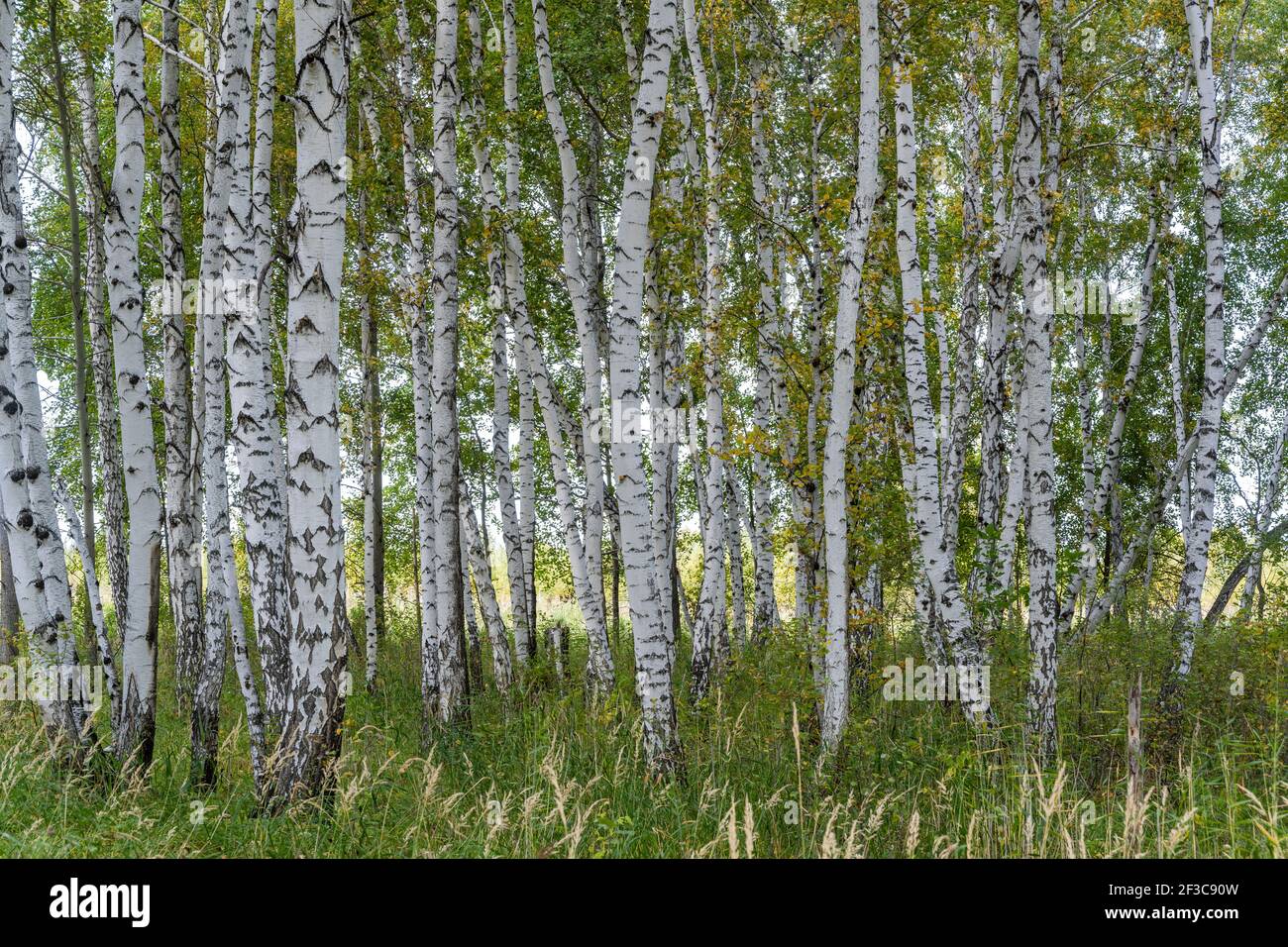 Birch forest in autumn in Siberia, Russia Stock Photo - Alamy