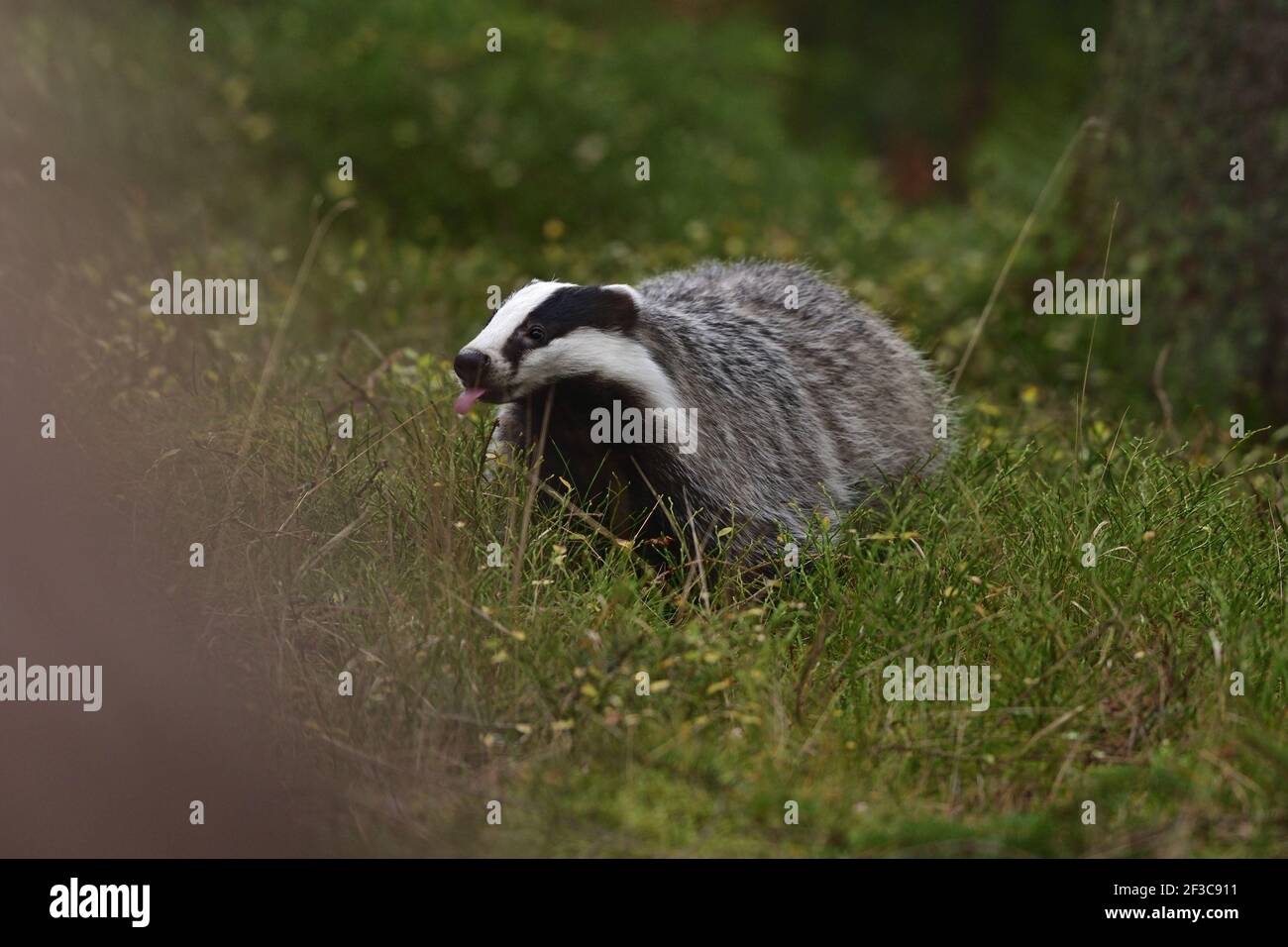 Beautiful European badger (Meles meles - Eurasian badger) in his ...