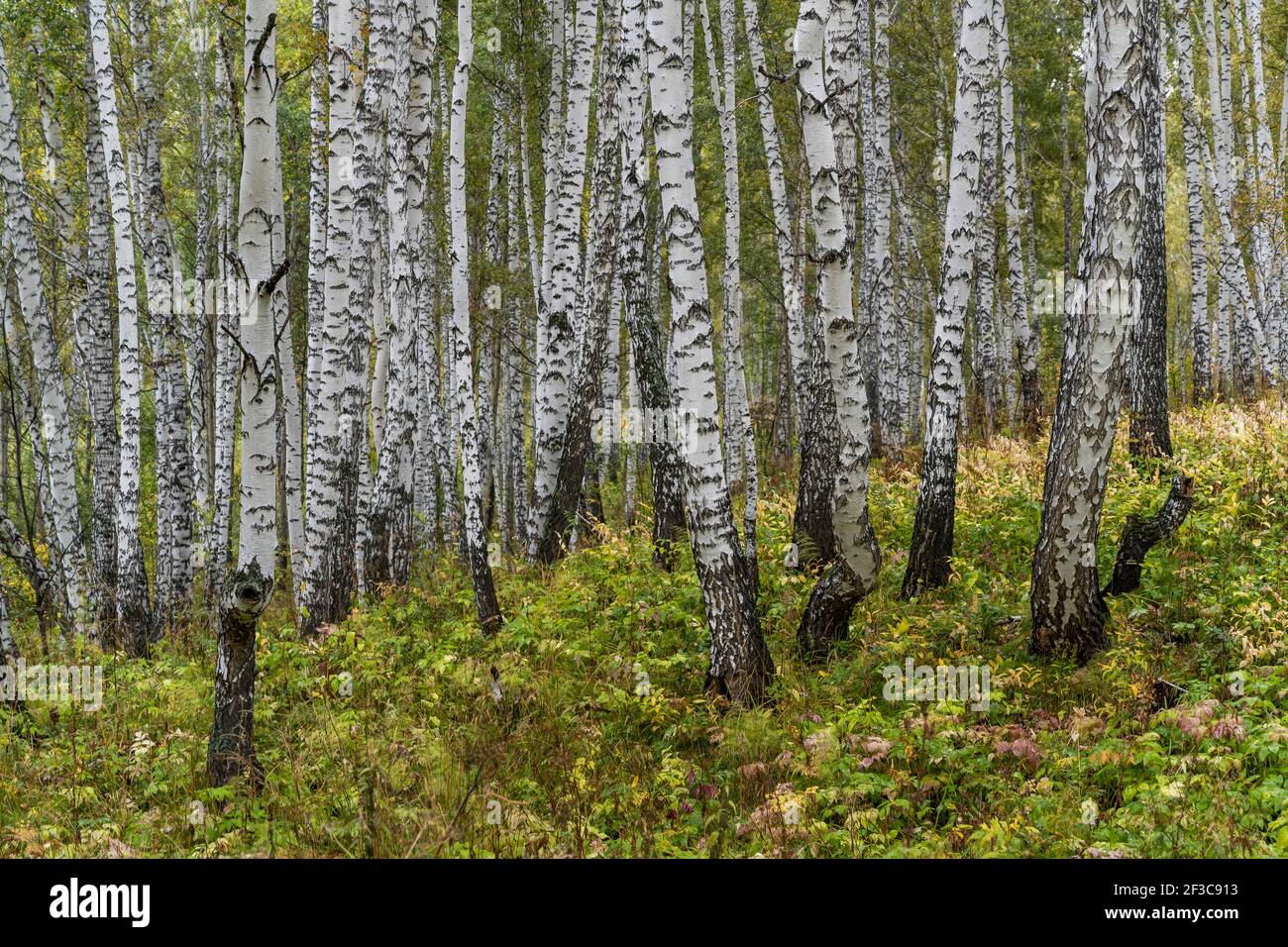 Russia Asia Siberia Birch Forest High Resolution Stock Photography and ...