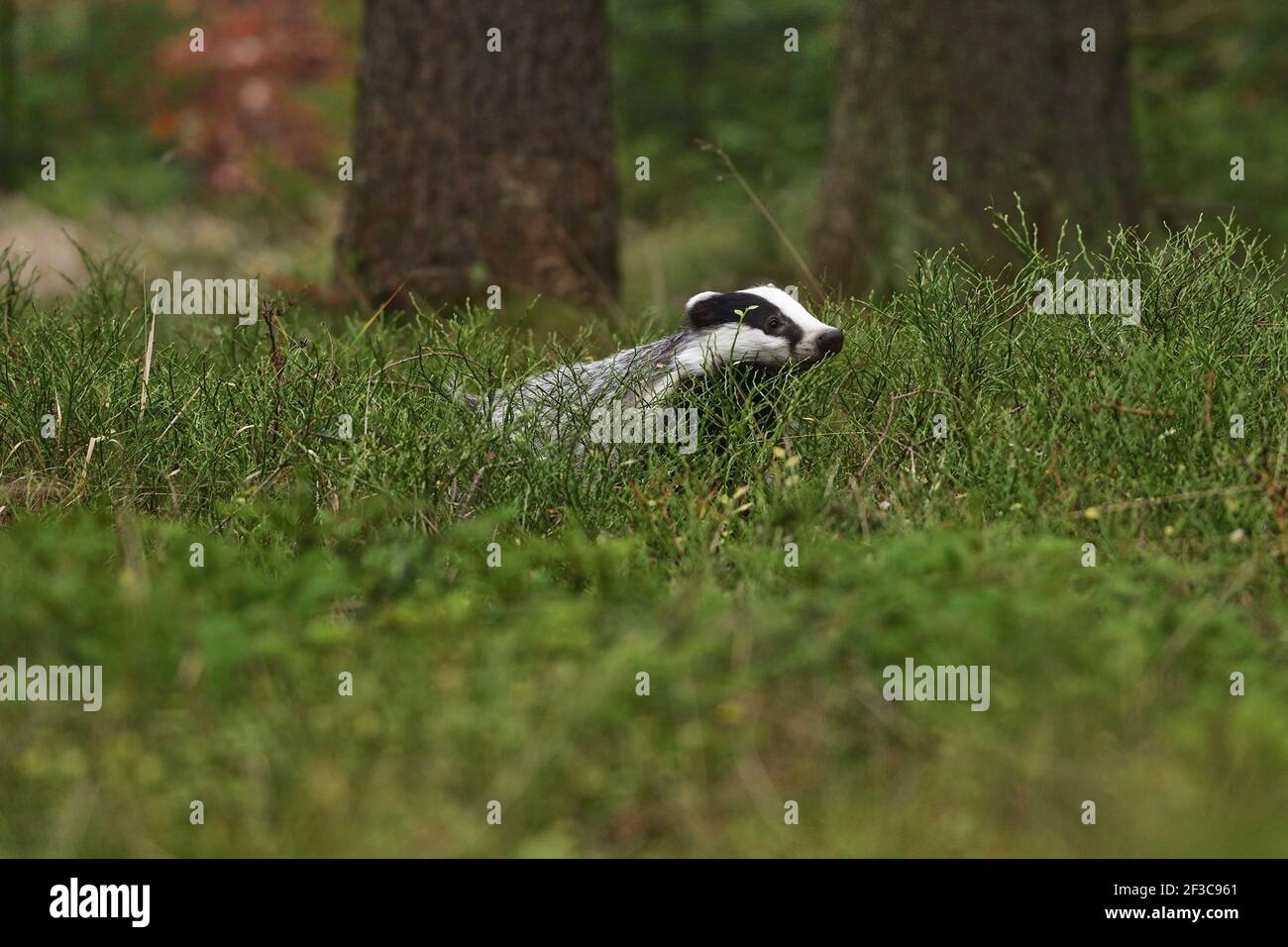 Beautiful European badger (Meles meles - Eurasian badger) in his ...