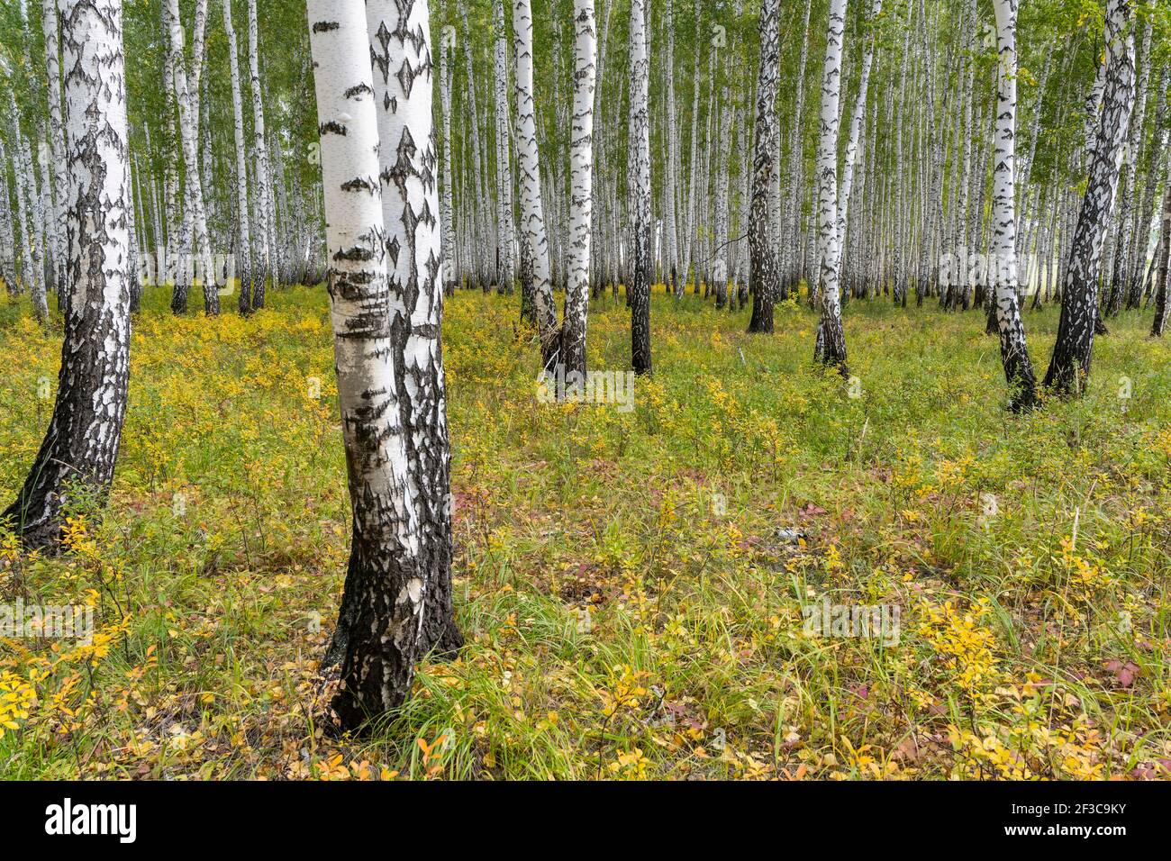 Siberia birch trees hi-res stock photography and images - Alamy