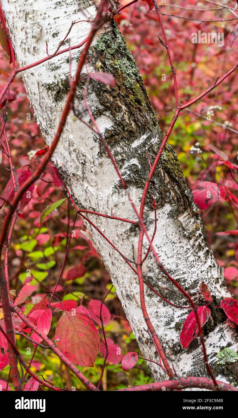 White bark of a birch tree in aan autumn forest with red leaves Stock ...