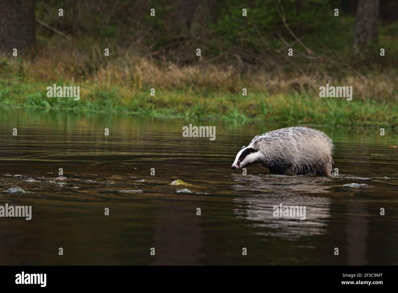 Beautiful European badger (Meles meles - Eurasian badger) in his ...