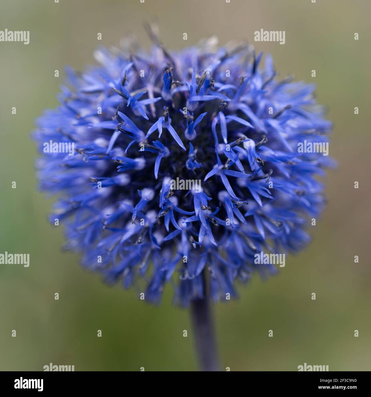 Round stamen hi-res stock photography and images - Alamy
