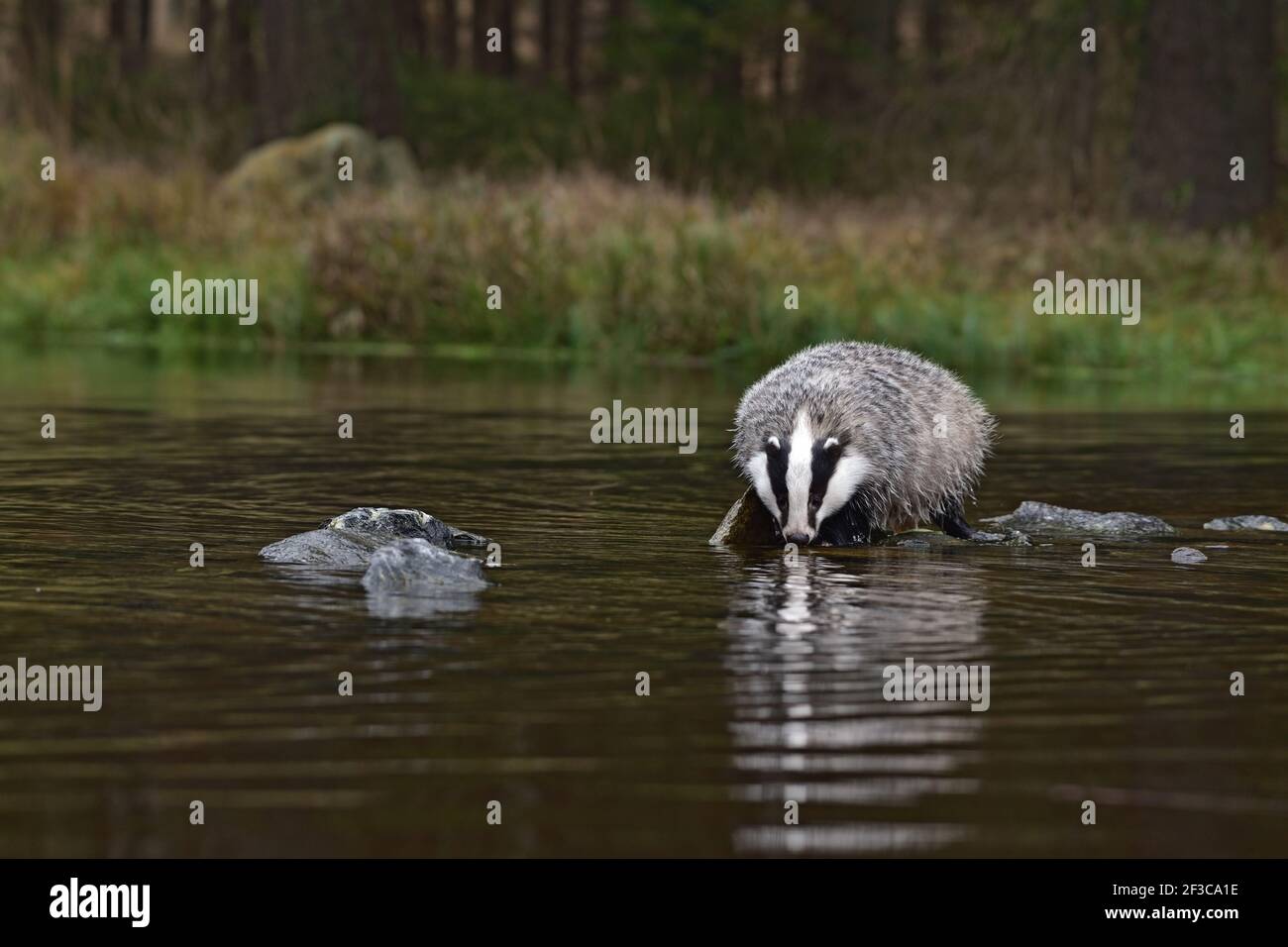 Beautiful European badger (Meles meles - Eurasian badger) in his ...