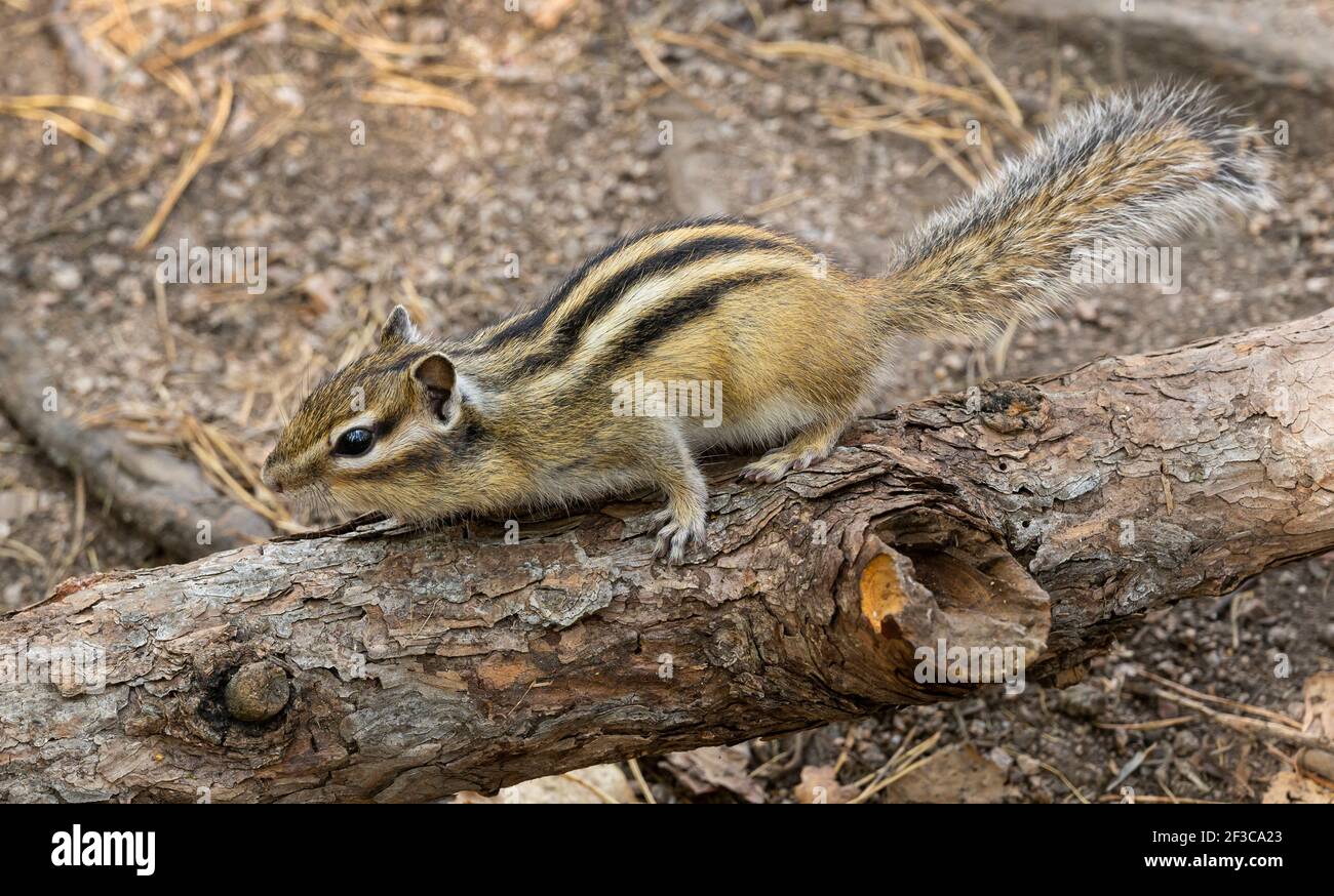 Chipmunk in forest hi-res stock photography and images - Alamy