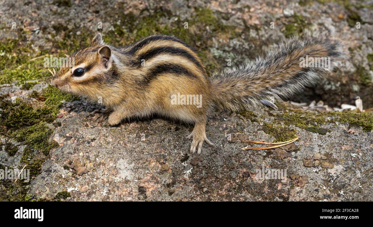 Chipmunk in forest hi-res stock photography and images - Alamy