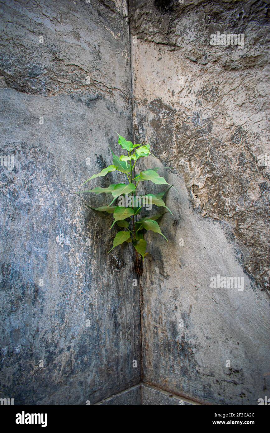 Beautiful one lonely green grown plant from barren wall(land Stock ...