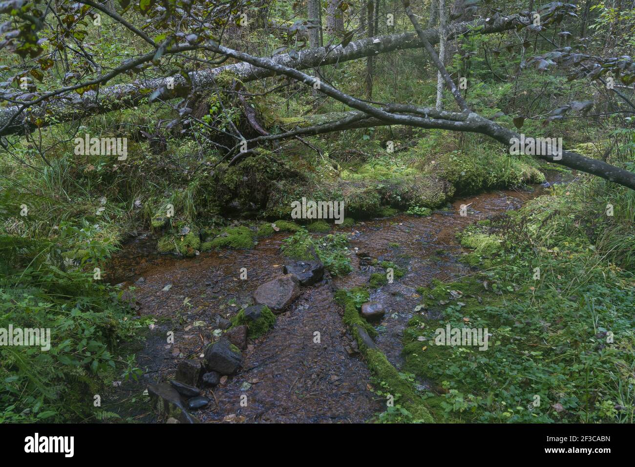 Zapovednik hi-res stock photography and images - Alamy