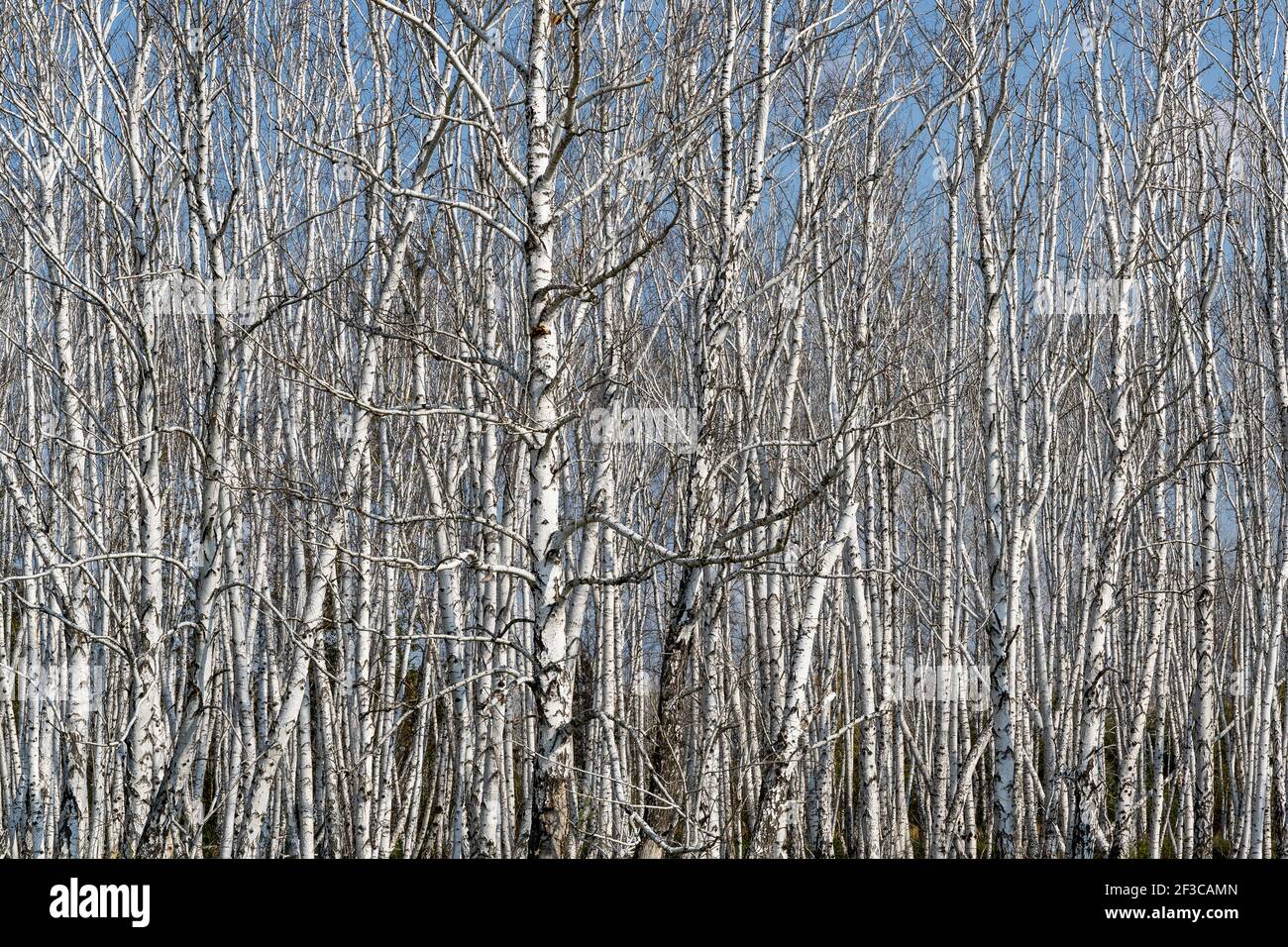 Dead birch trees in forest in autumn in a marsh, Siberia, Russia Stock ...